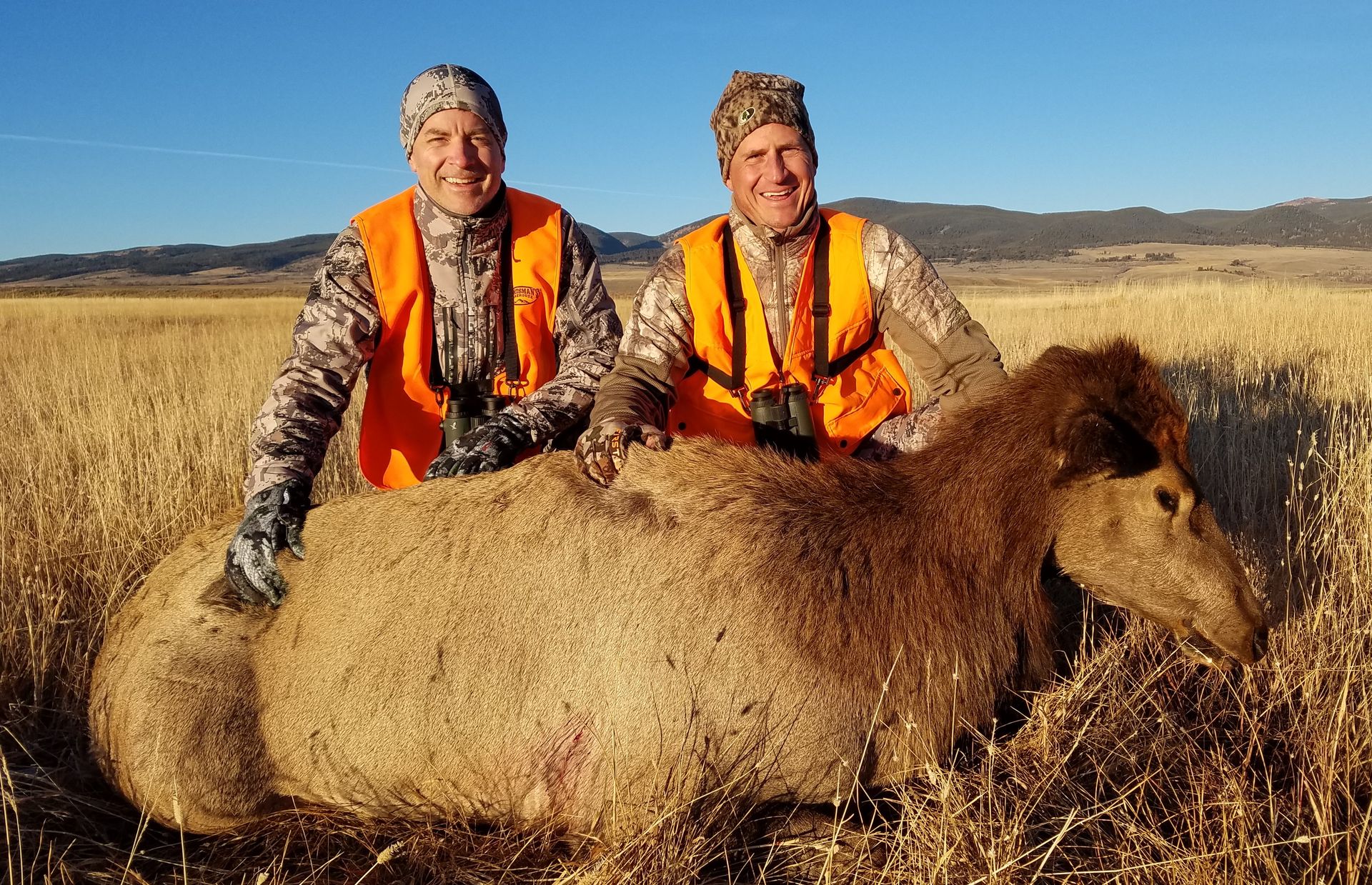 Elk Gallery | Walker Outfitting, LLC | SW MT