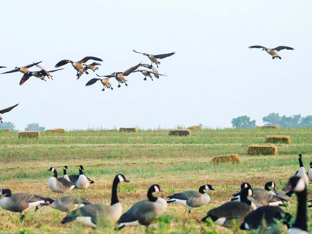 Guided Duck and Goose Hunts in Saskatchewan