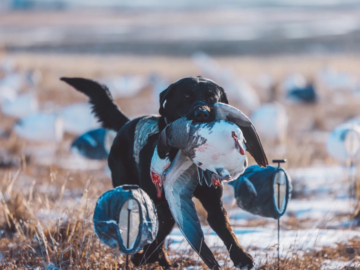 Guided Duck and Goose Hunts in Saskatchewan