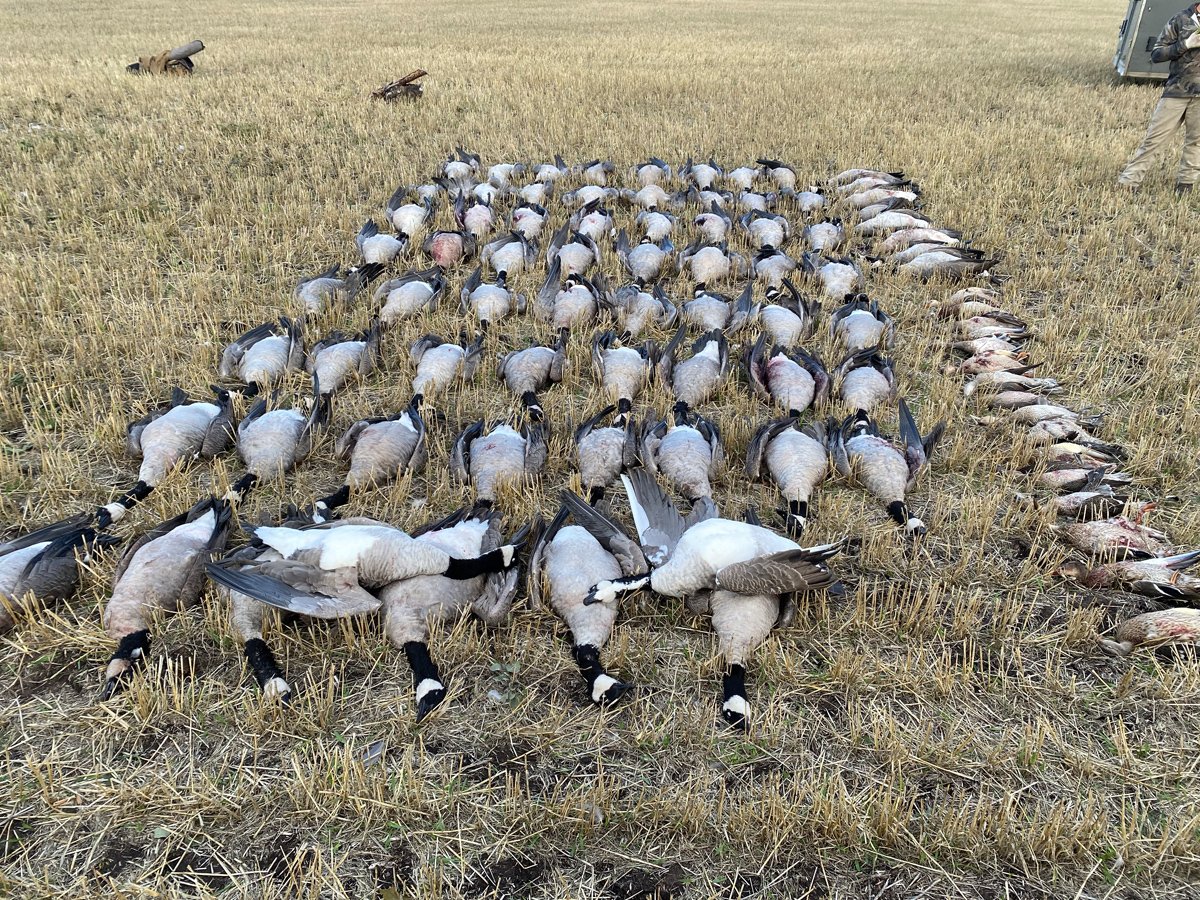 Guided Duck and Goose Hunts in Saskatchewan