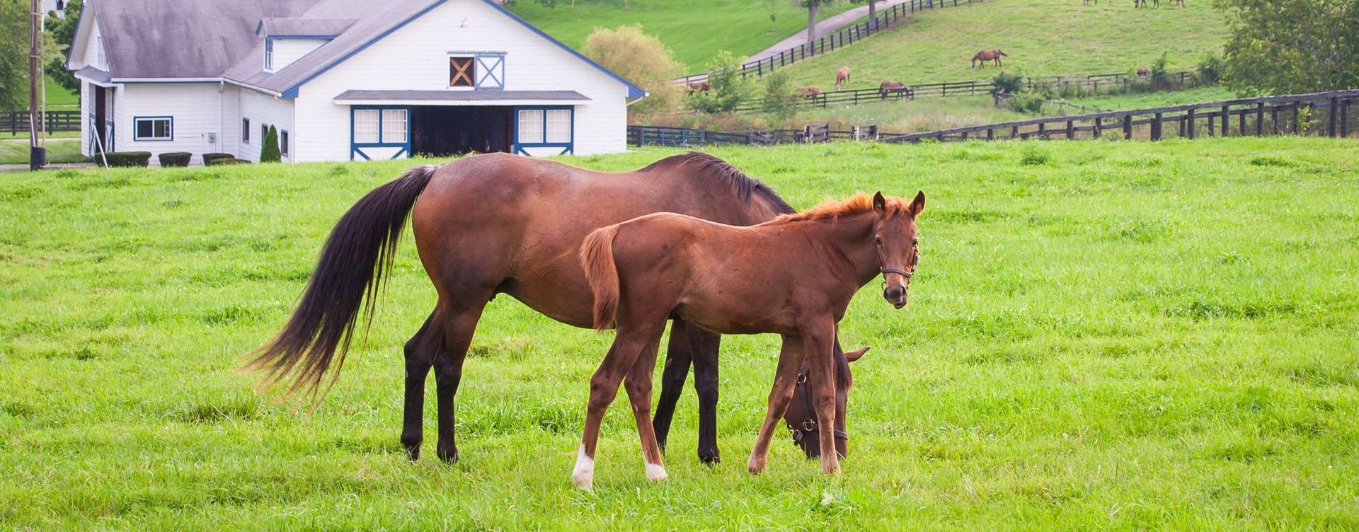 Compudopt Computer Giveaway