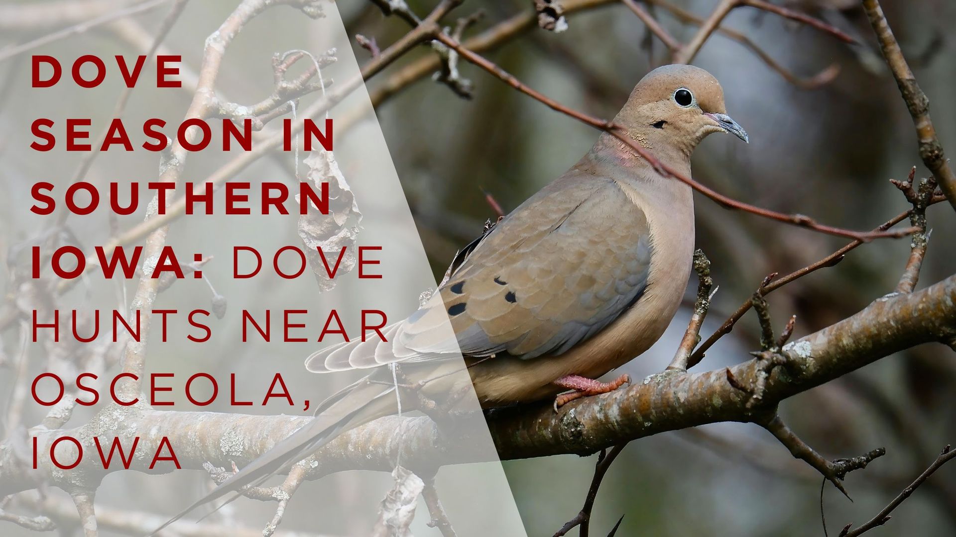 Dove Hunting Season Near Osceola, IA: Field Access, Safe Starts