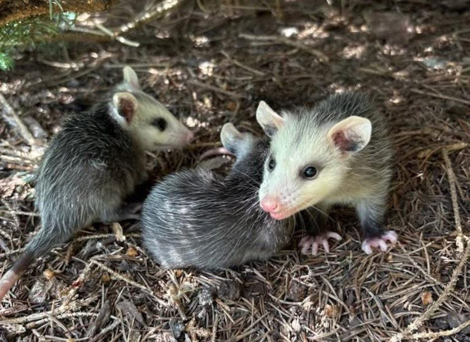 Professional Rodent Control Services | RP Rodent Control & Prevention ...