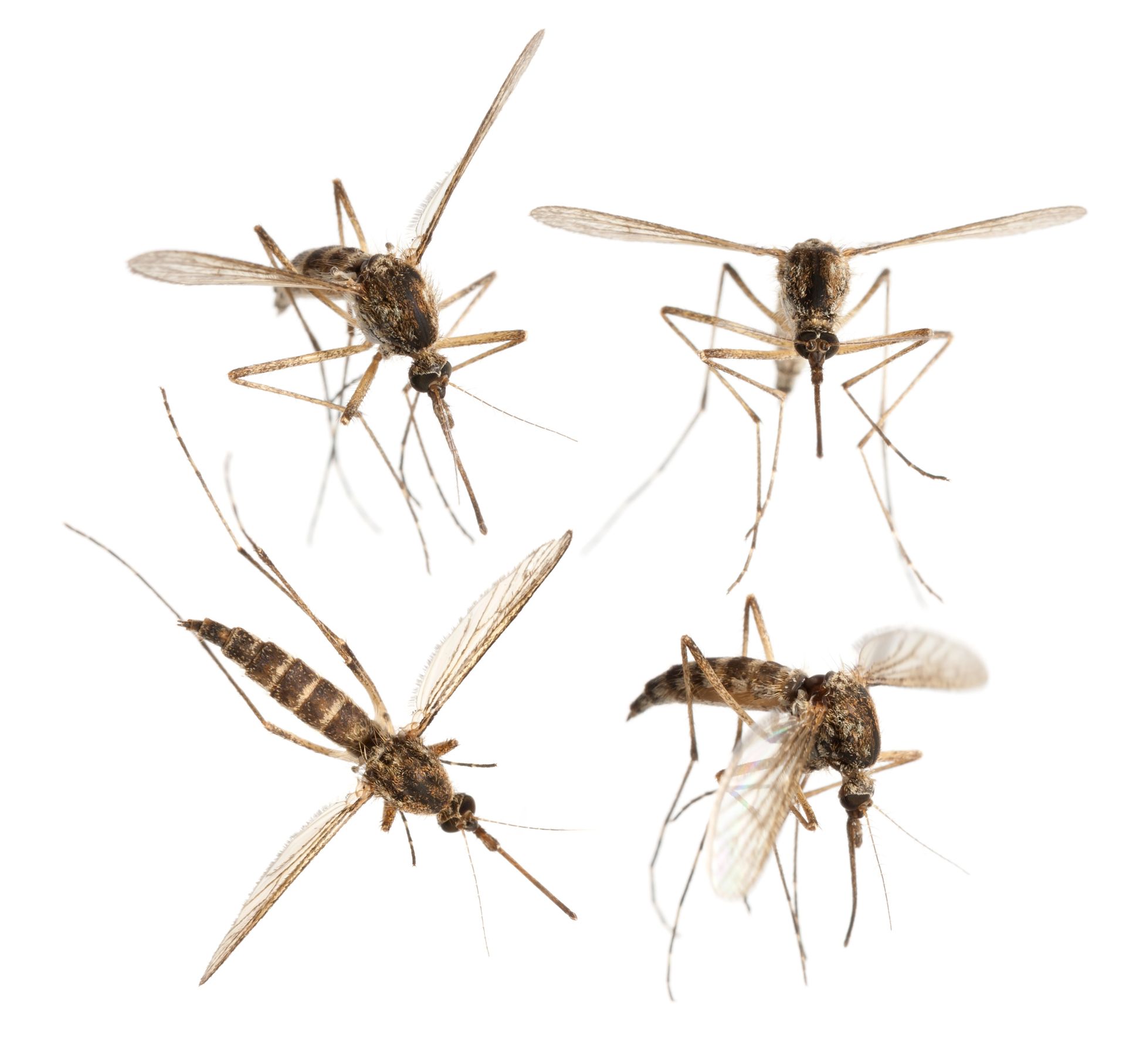 Pest Control | Pineville, LA | Bug Blasters Pest Control