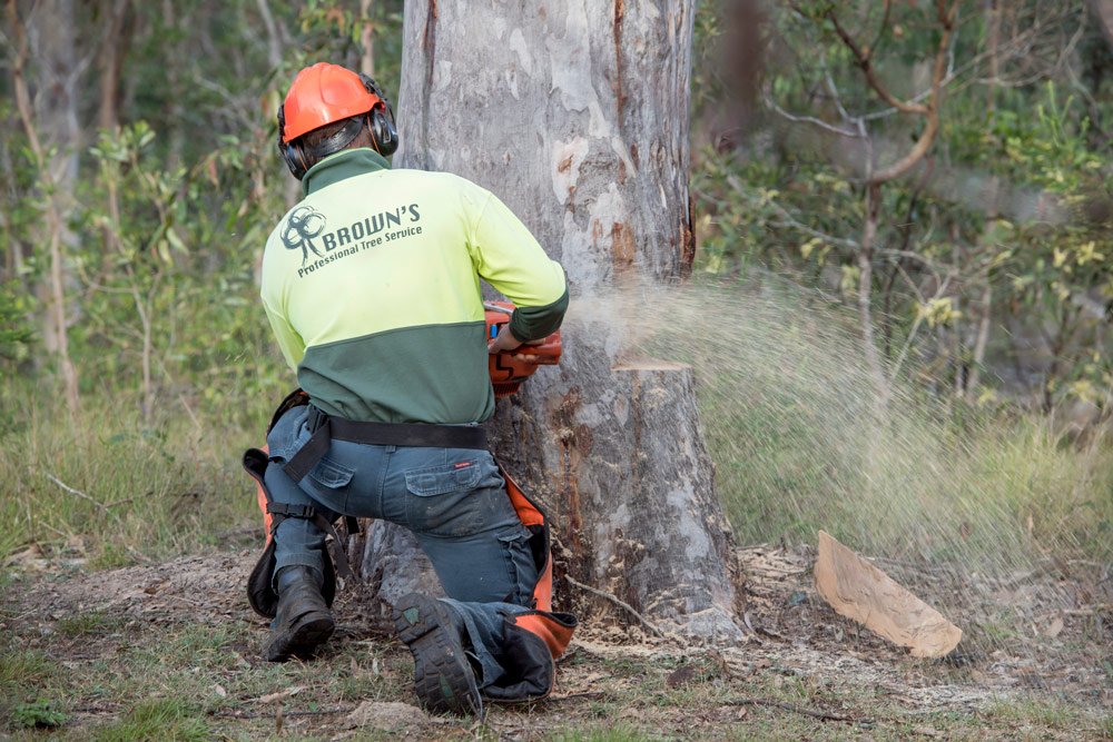 Tree Removal in Gympie | Brown’s Professional Tree Services