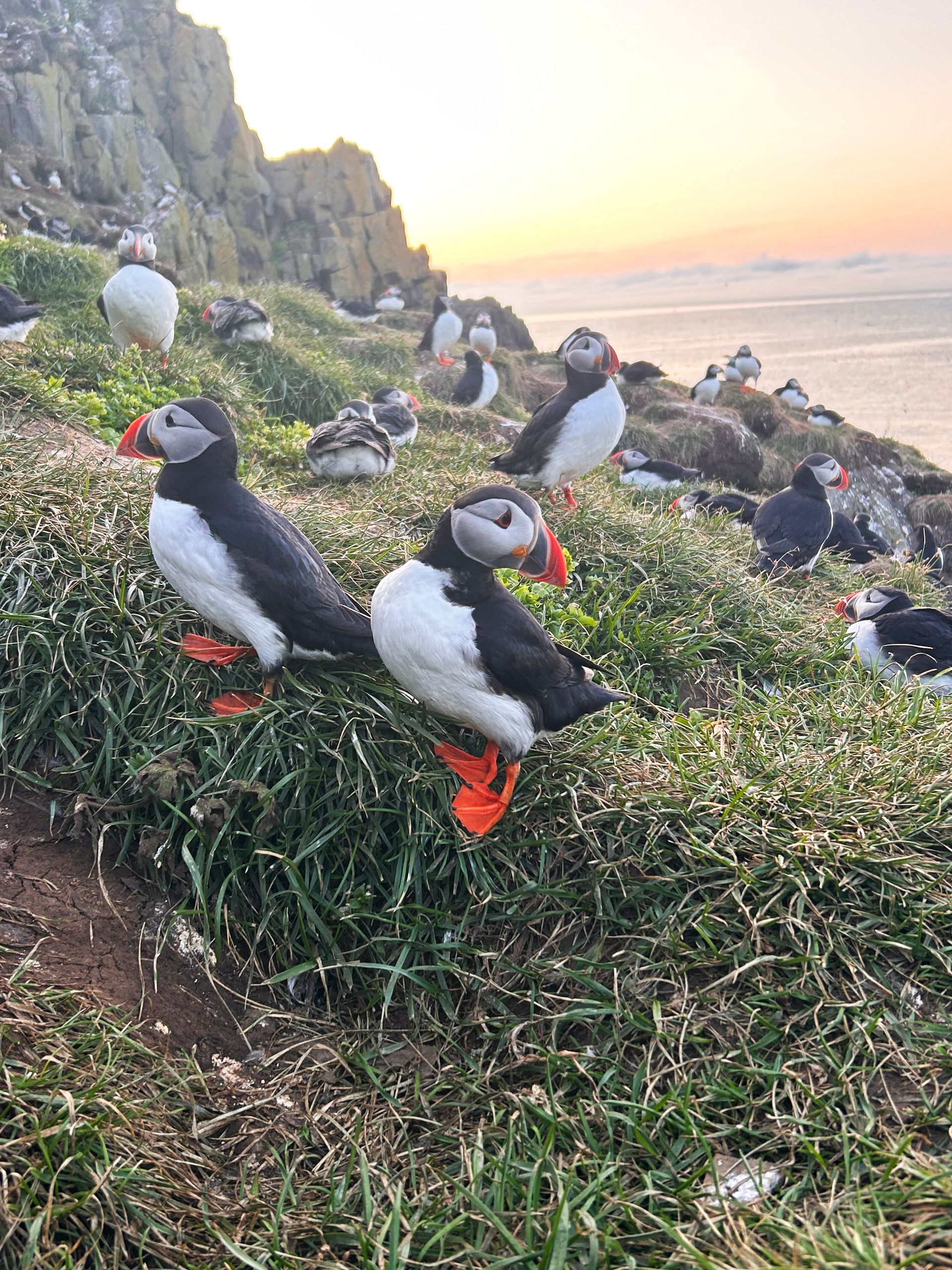 50 Incredible Facts About Puffins