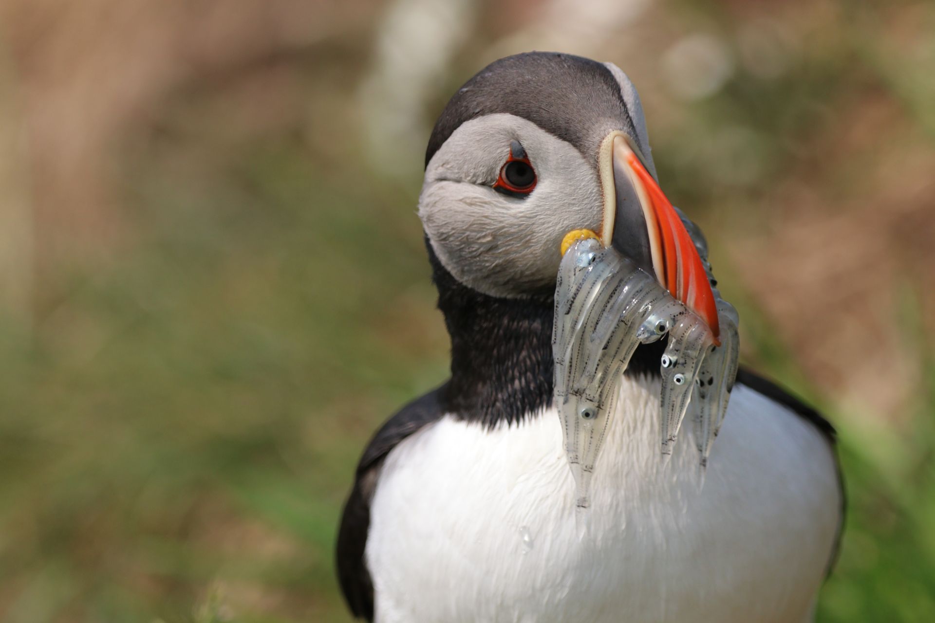 Puffin Adventures | Best Puffin Tour in Iceland
