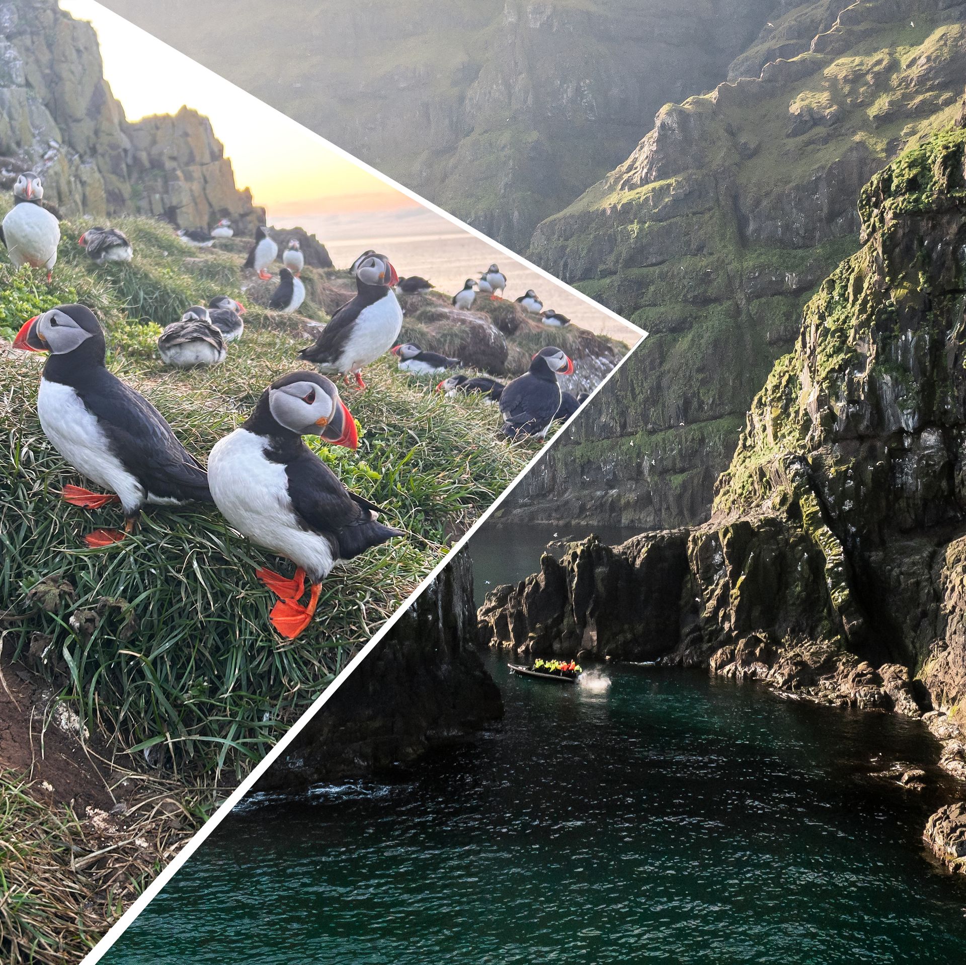 Puffin Adventures | Best Puffin Tour in Iceland