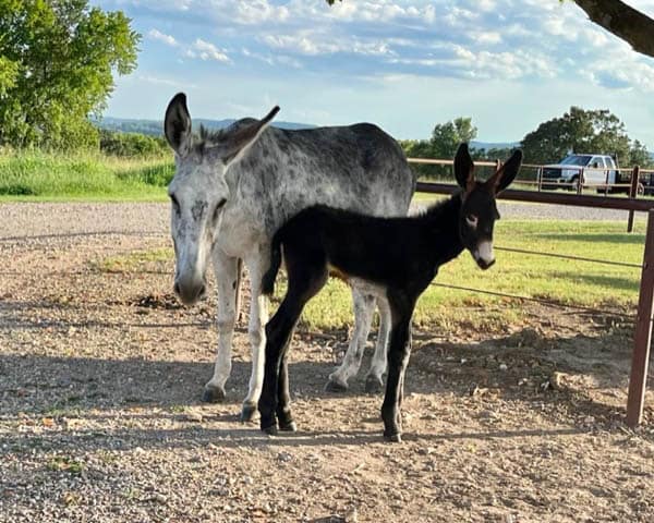 Garrett Mammoth Jackstock spring foals for sale