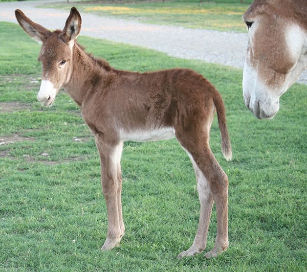 Garrett Mammoth Jackstock spring foals for sale