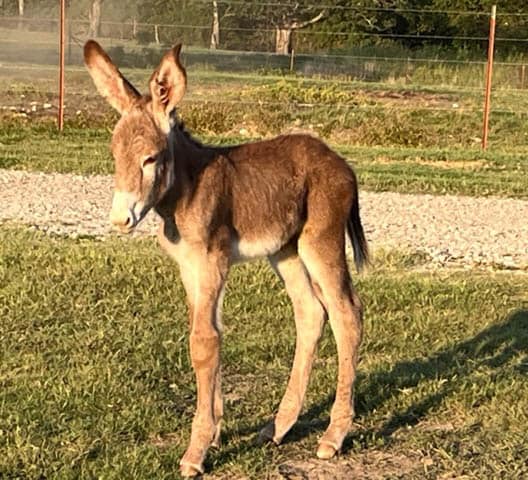 Garrett Mammoth Jackstock spring foals for sale