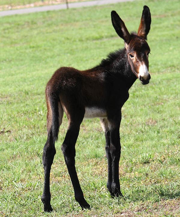 Garrett Mammoth Jackstock spring foals for sale