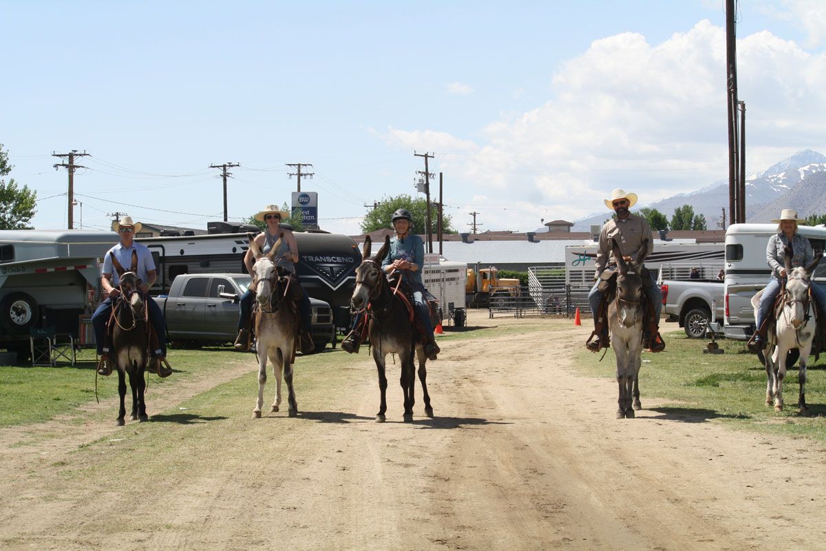 Garrett Mammoth Jackstock: riding donkeys, Bill Garrett