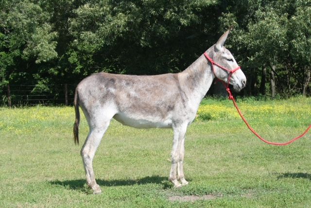 Garrett Mammoth Jackstock Riding Donkeys