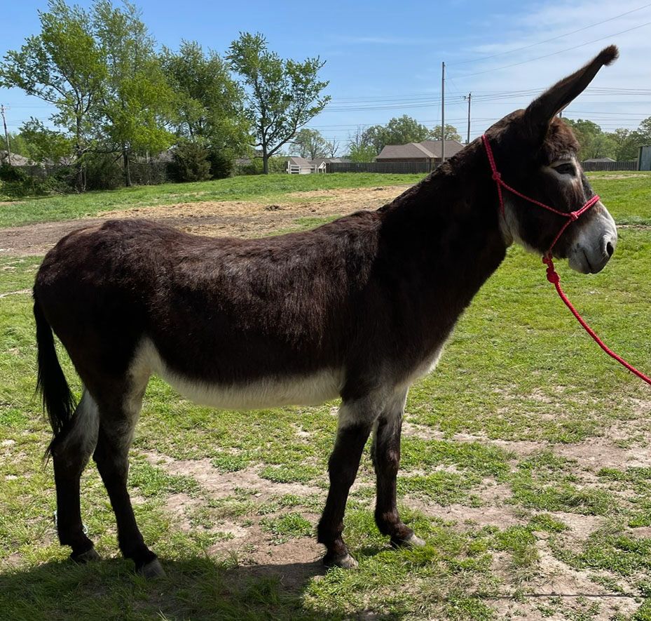 Garrett Mammoth Jackstock Riding Donkeys