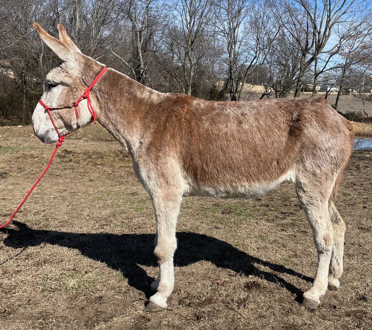 Garrett Mammoth Jackstock Riding Donkeys