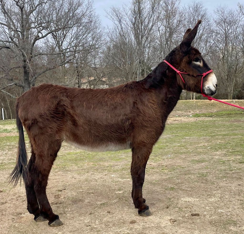 Garrett Mammoth Jackstock Riding Donkeys