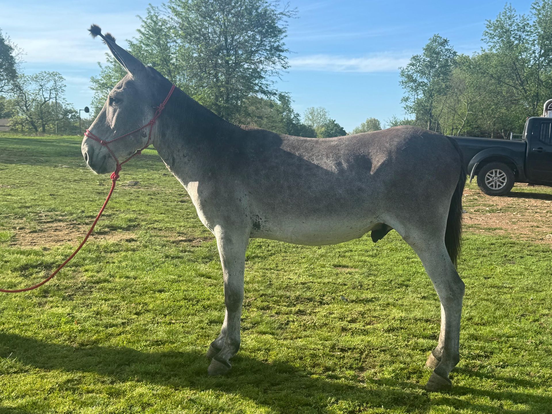 Garrett Mammoth Jackstock Riding Donkeys
