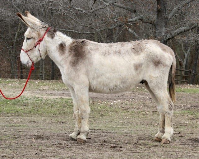 Garrett Mammoth Jackstock Riding Donkeys