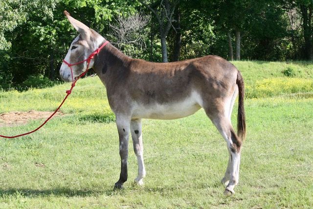 Garrett Mammoth Jackstock Riding Donkeys