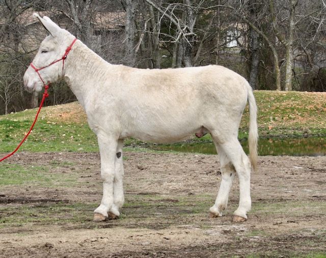 Garrett Mammoth Jackstock Riding Donkeys