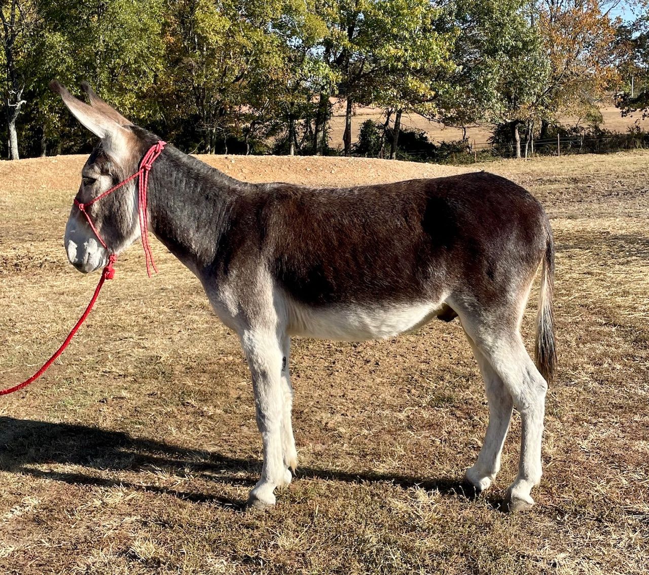 Garrett Mammoth Jackstock Riding Donkeys