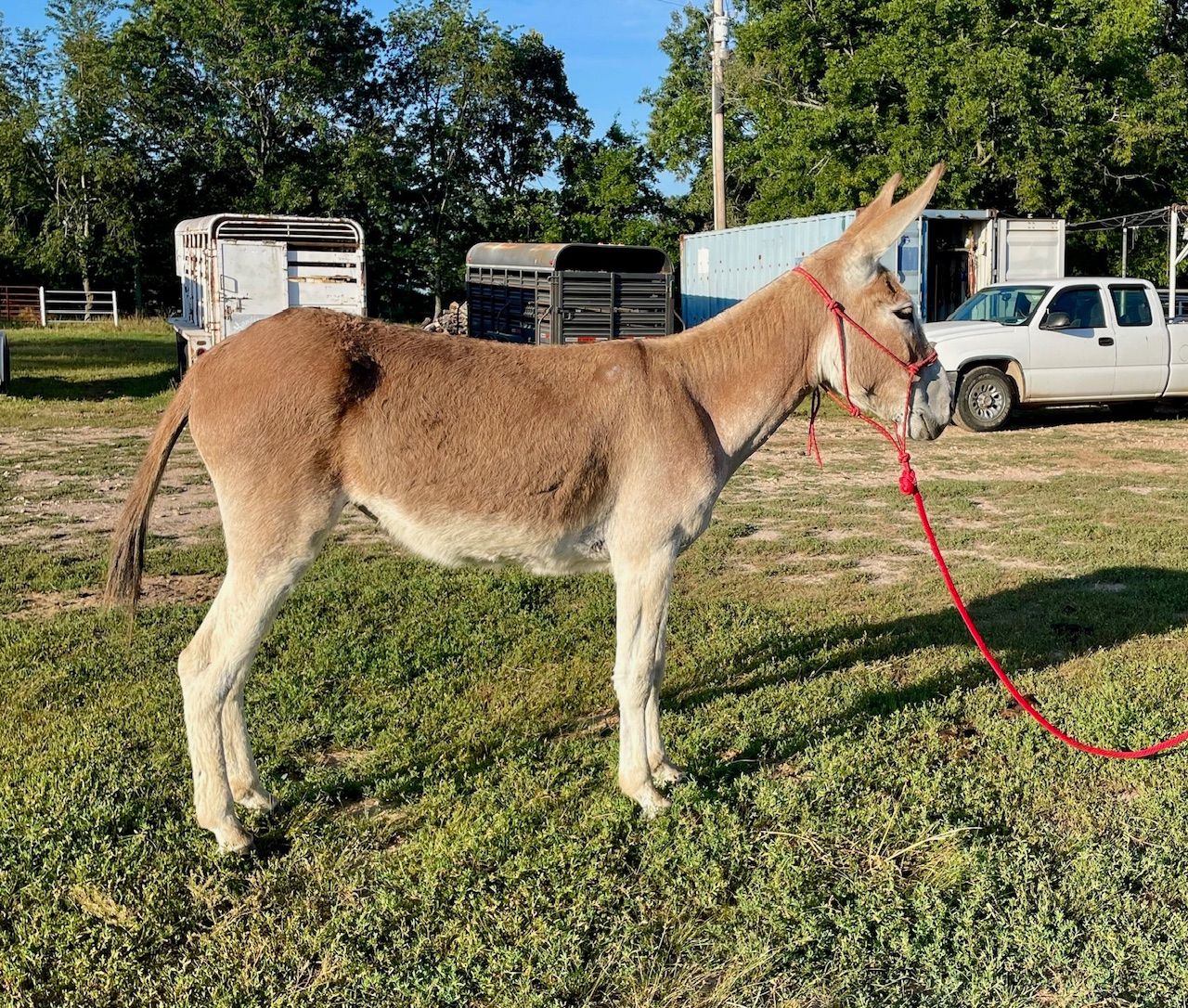 Garrett Mammoth Jackstock Riding Donkeys