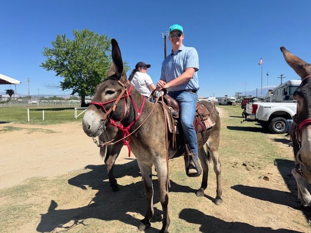 Garrett Mammoth Jackstock Riding Donkeys