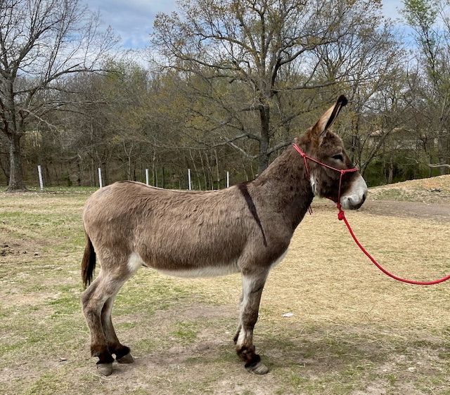 Garrett Mammoth Jackstock Riding Donkeys