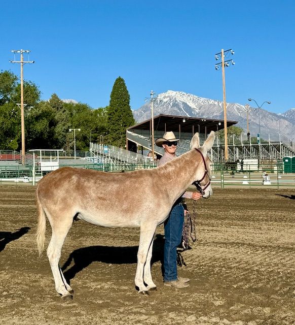 Garrett Mammoth Jackstock: riding donkeys, Bill Garrett
