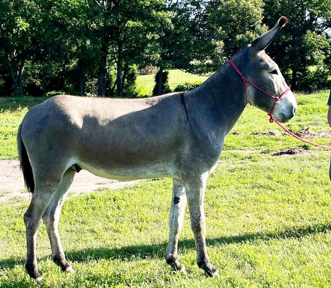 Garrett Mammoth Jackstock Riding Donkeys