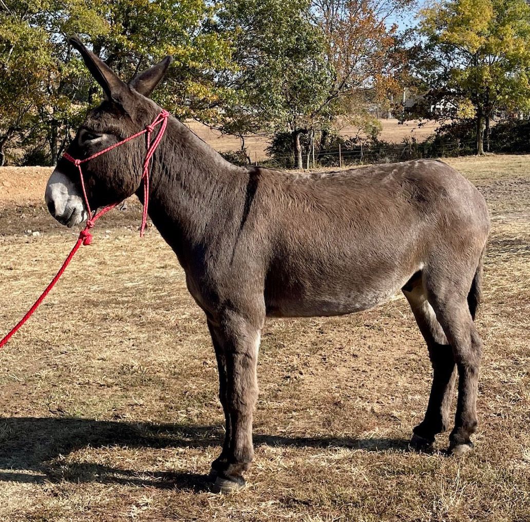 Garrett Mammoth Jackstock Riding Donkeys