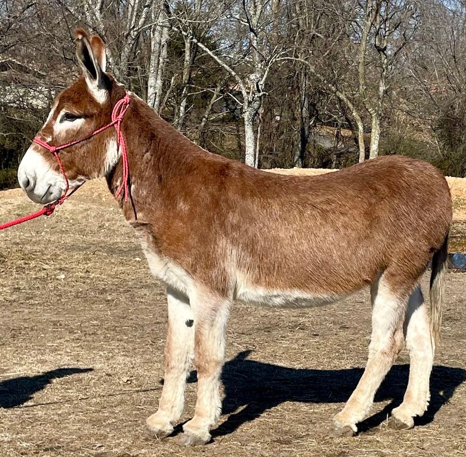 Garrett Mammoth Jackstock Riding Donkeys