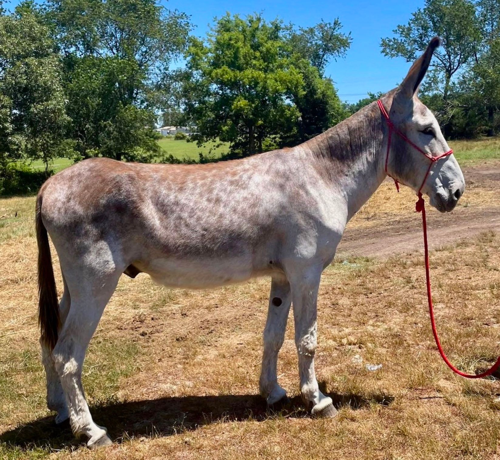 Garrett Mammoth Jackstock Riding Donkeys
