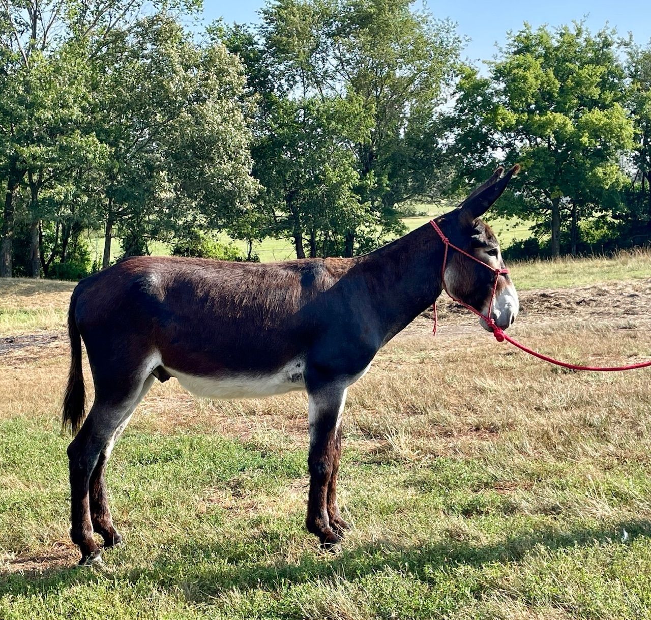 Garrett Mammoth Jackstock Riding Donkeys