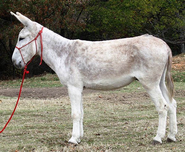 Garrett Mammoth Jackstock Riding Donkeys