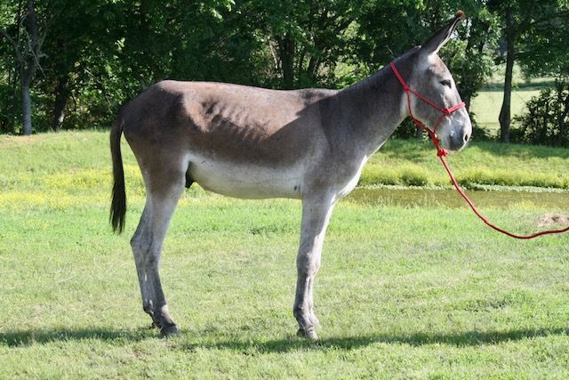 Garrett Mammoth Jackstock Riding Donkeys