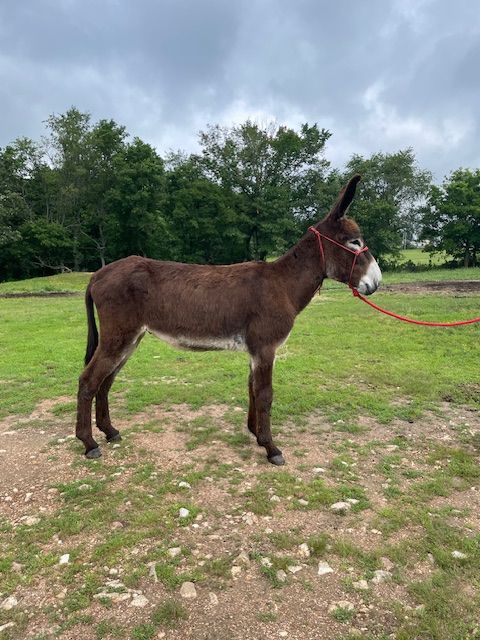Garrett Mammoth Jackstock Riding Donkeys