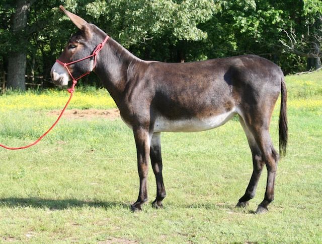 Garrett Mammoth Jackstock Riding Donkeys