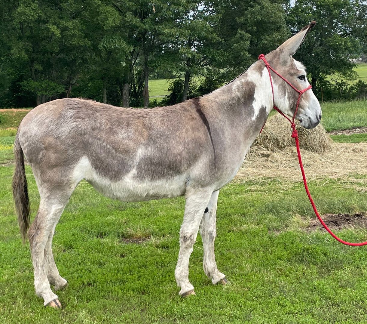 Garrett Mammoth Jackstock Riding Donkeys