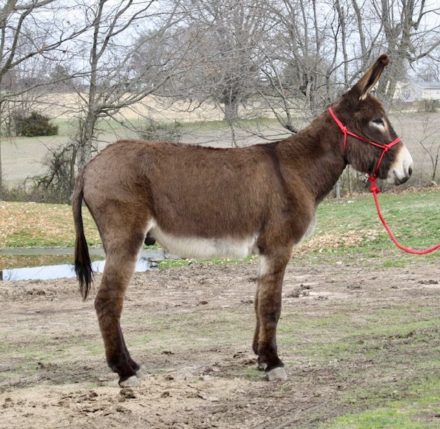 Garrett Mammoth Jackstock Riding Donkeys