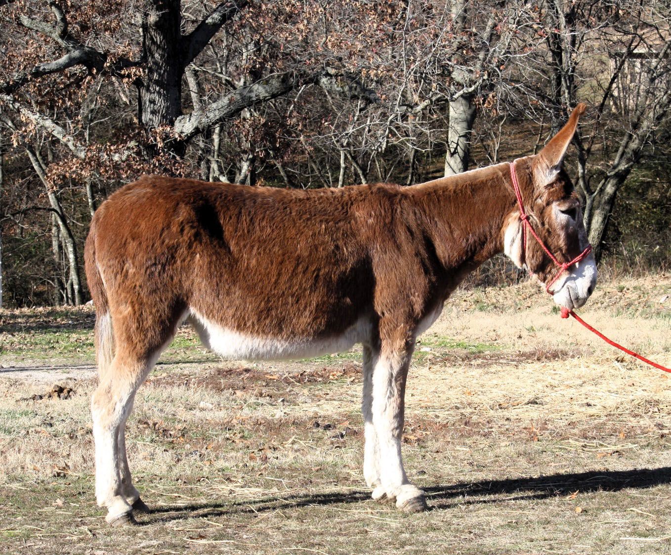 Garrett Mammoth Jackstock Riding Donkeys