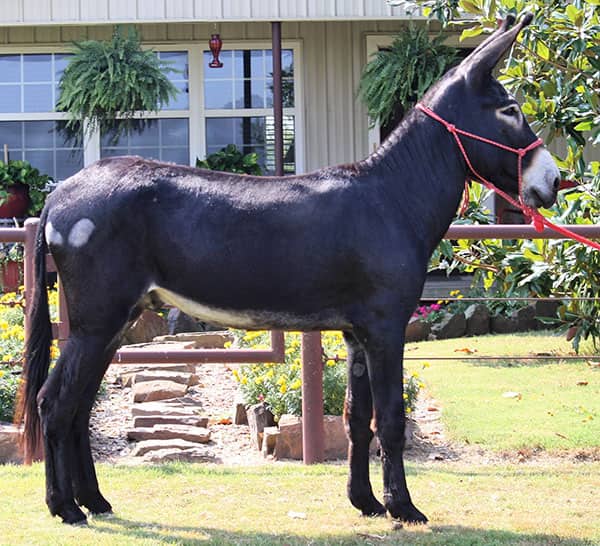 Garrett Mammoth Jackstock jacks for sale