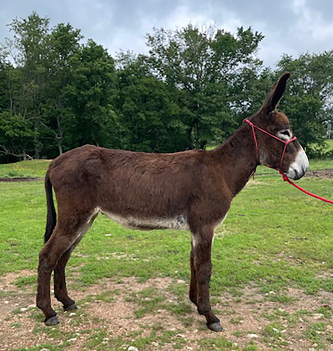 Garrett Mammoth Jackstock Riding Donkeys