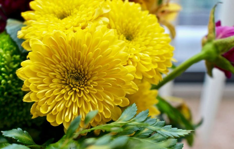 Traditional Jewish Funeral Planning - Indianapolis, IN