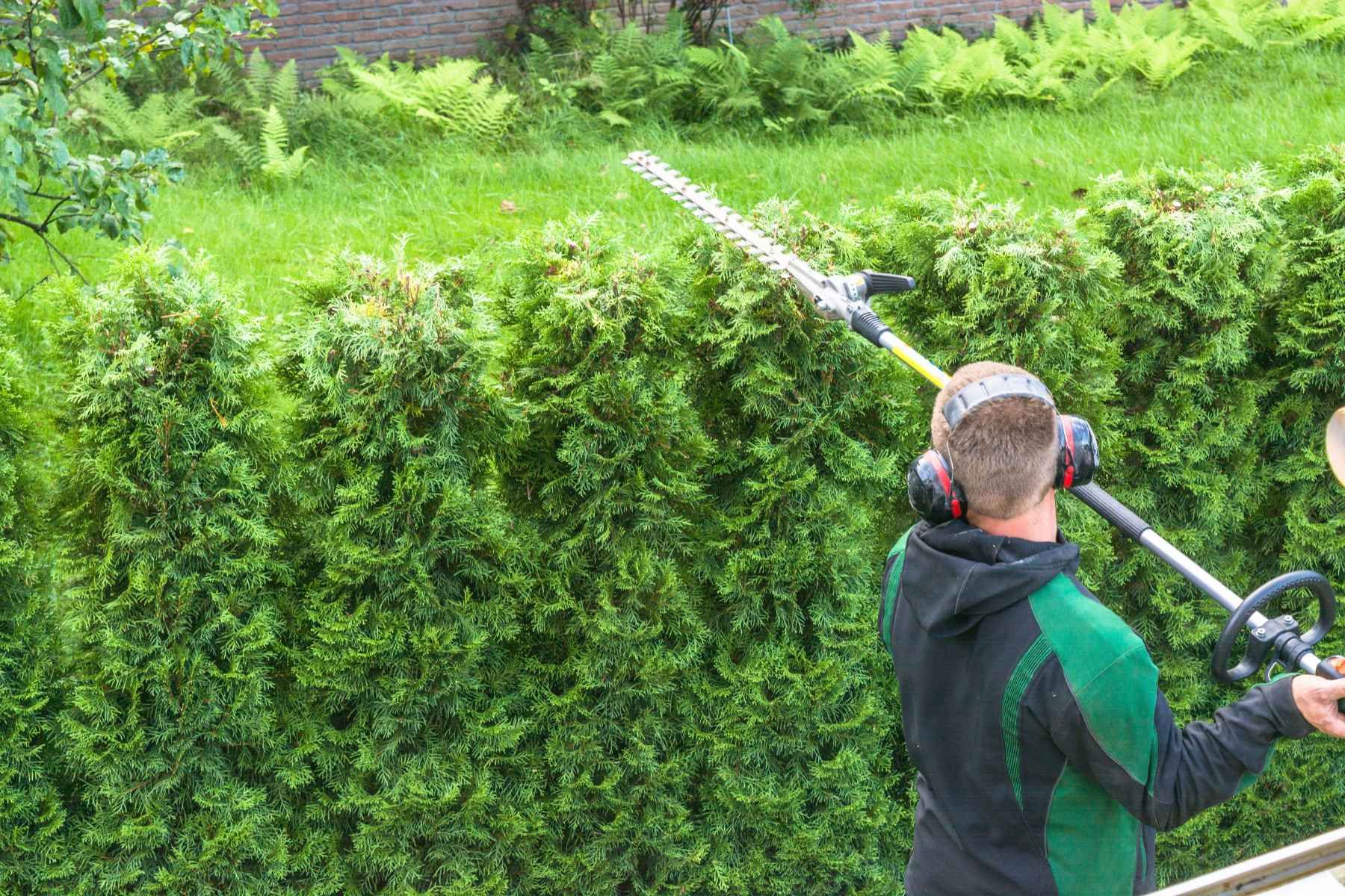 Hedge Trimming & Cutting Services, North Vancouver, BC