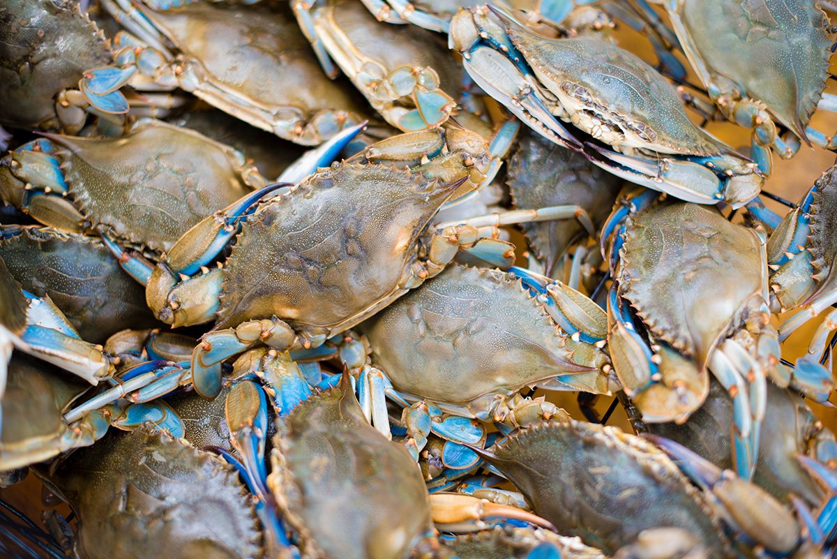 Captree Clam and Seafood Products | West Babylon, NY