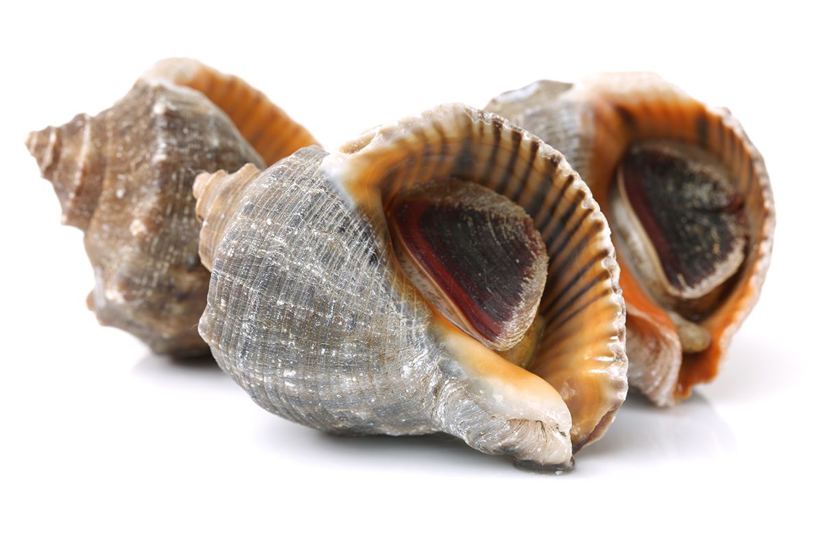 Captree Clam Seafood Products | West Babylon, NY