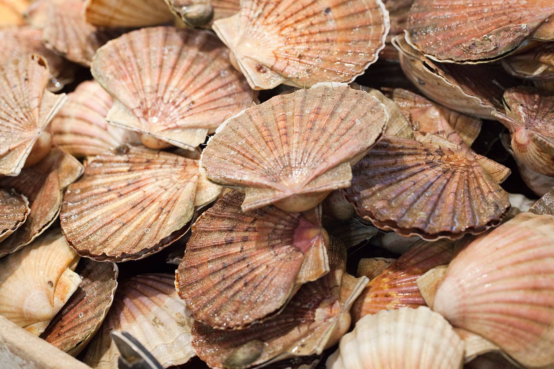 Captree Clam Seafood Company | Fresh Seafood