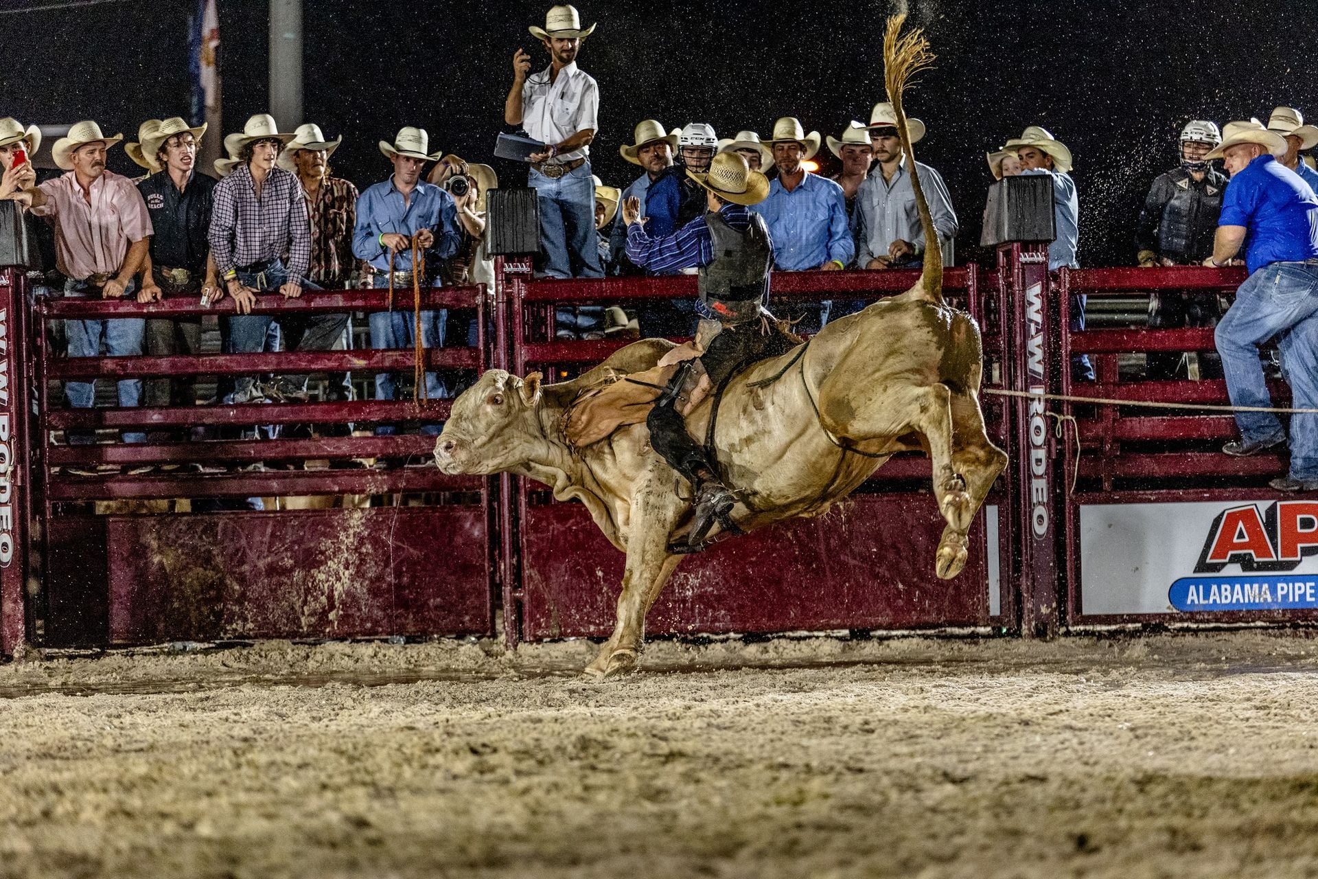 FLORA-BAMA BULLS ON THE BEACH